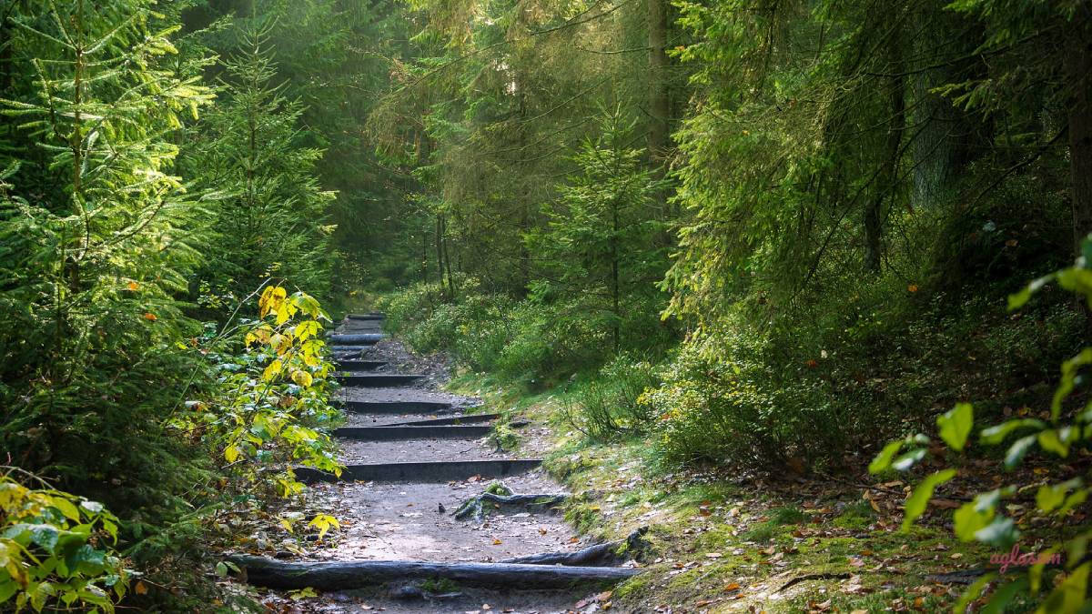 TNFUSRC releases TN Forest Watcher Answer Key 2019 at forests.tn.gov.in ...